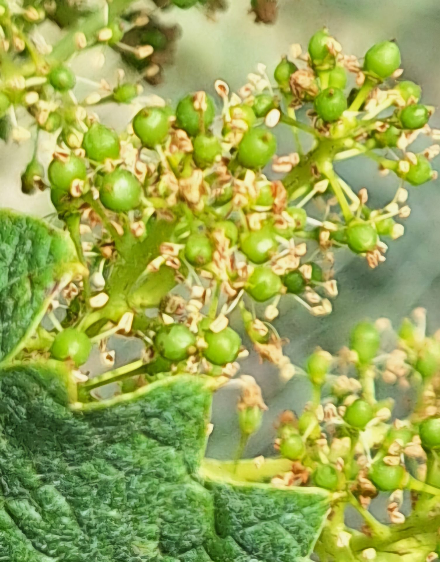 L'été à Cajus - Chateau Cajus